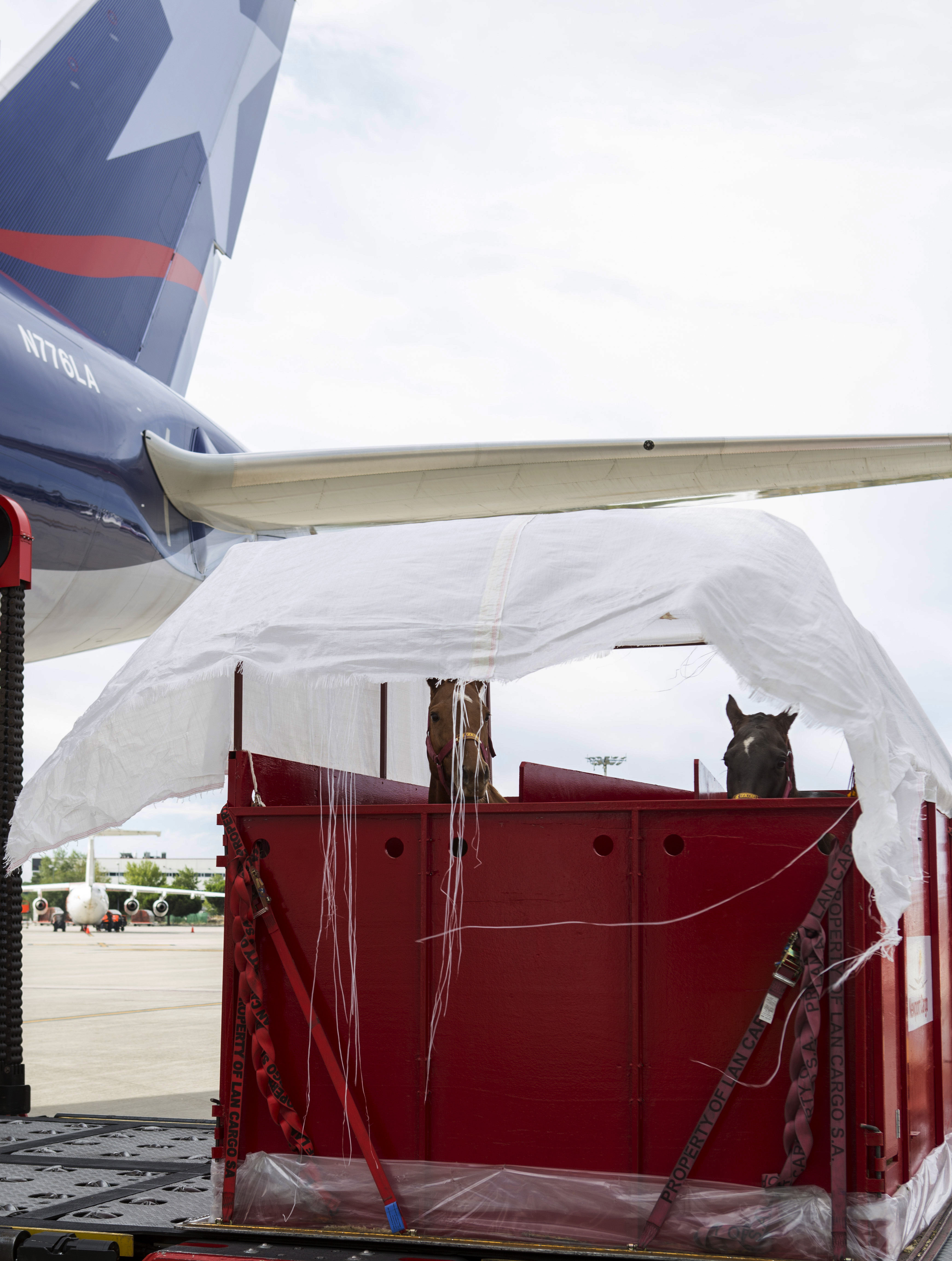 LAN CARGO transports 50 Argentine Polo Ponies from Miami to Madrid ...